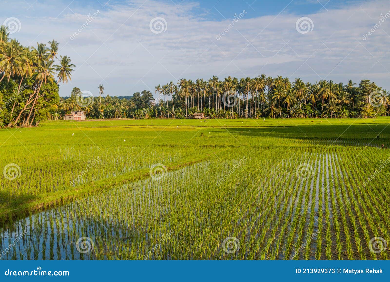 Rice Fields on Siquijor Island, Philippine Stock Image - Image of green ...