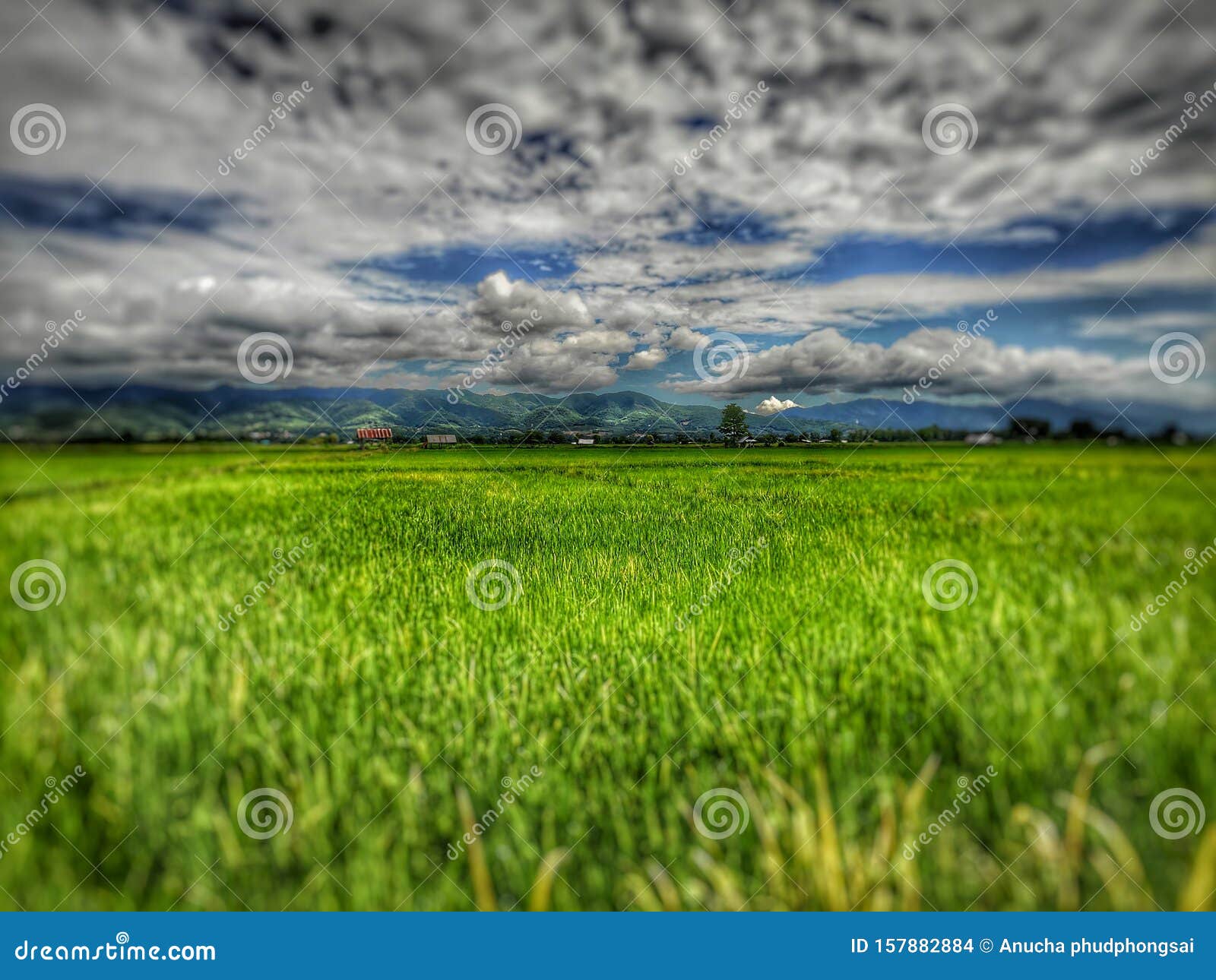 Rice fields and sky clouds stock photo. Image of fields - 157882884