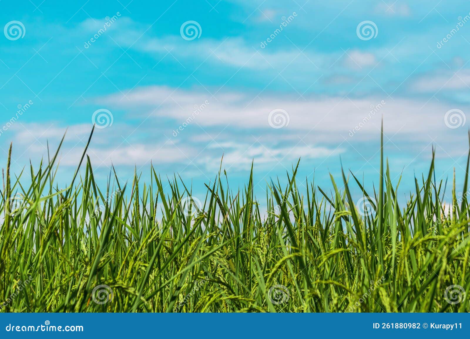 Rice Fields and Sky.jasmine Rice Fields Which is Unique Rice of ...