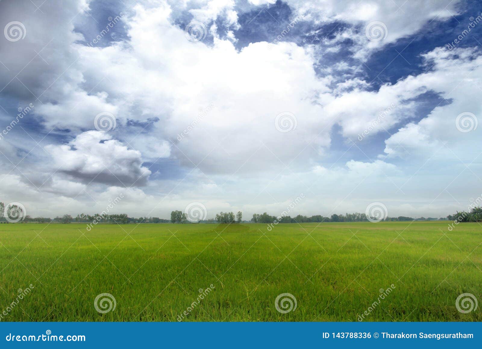 Rice Fields and the Sky with Many Clouds in the Hot Midday Sun Stock ...