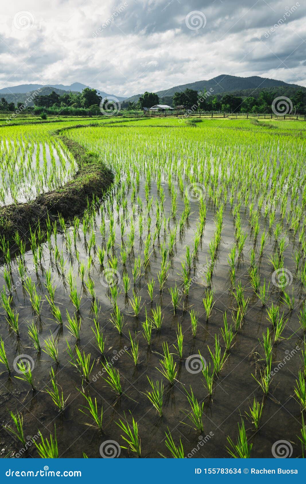 Rice Fields, Small Rice Plantations in Rice Fields Stock Photo - Image ...