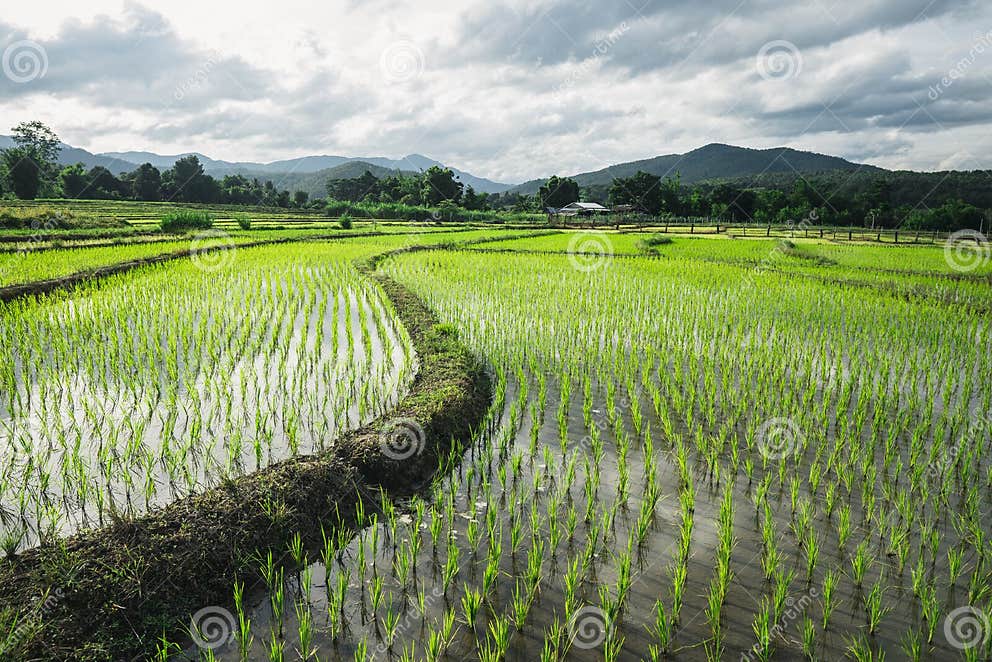 Rice Fields, Small Rice Plantations in Rice Fields Stock Image - Image ...