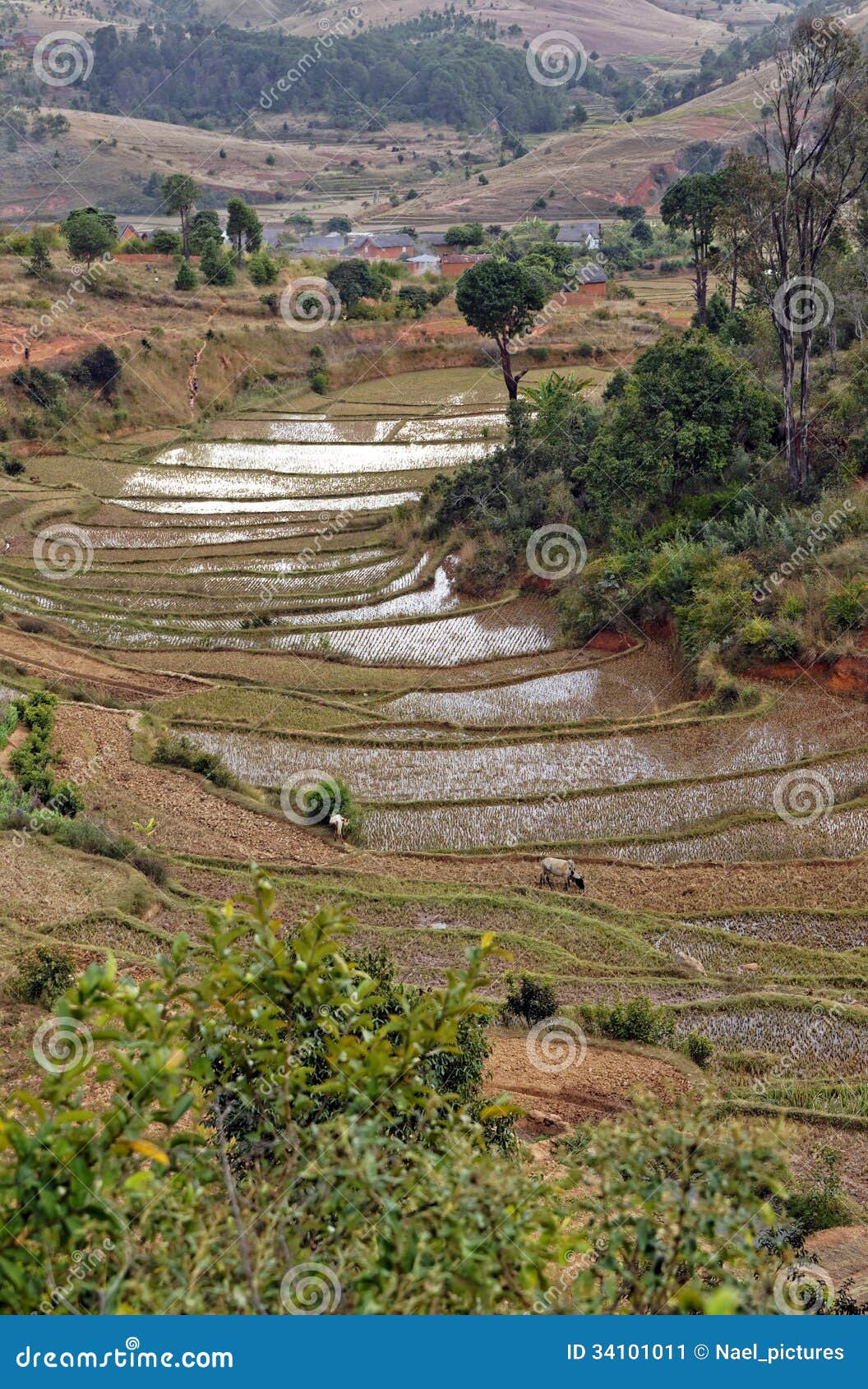 Rice fields stock image. Image of crop, rice, wood, water - 34101011