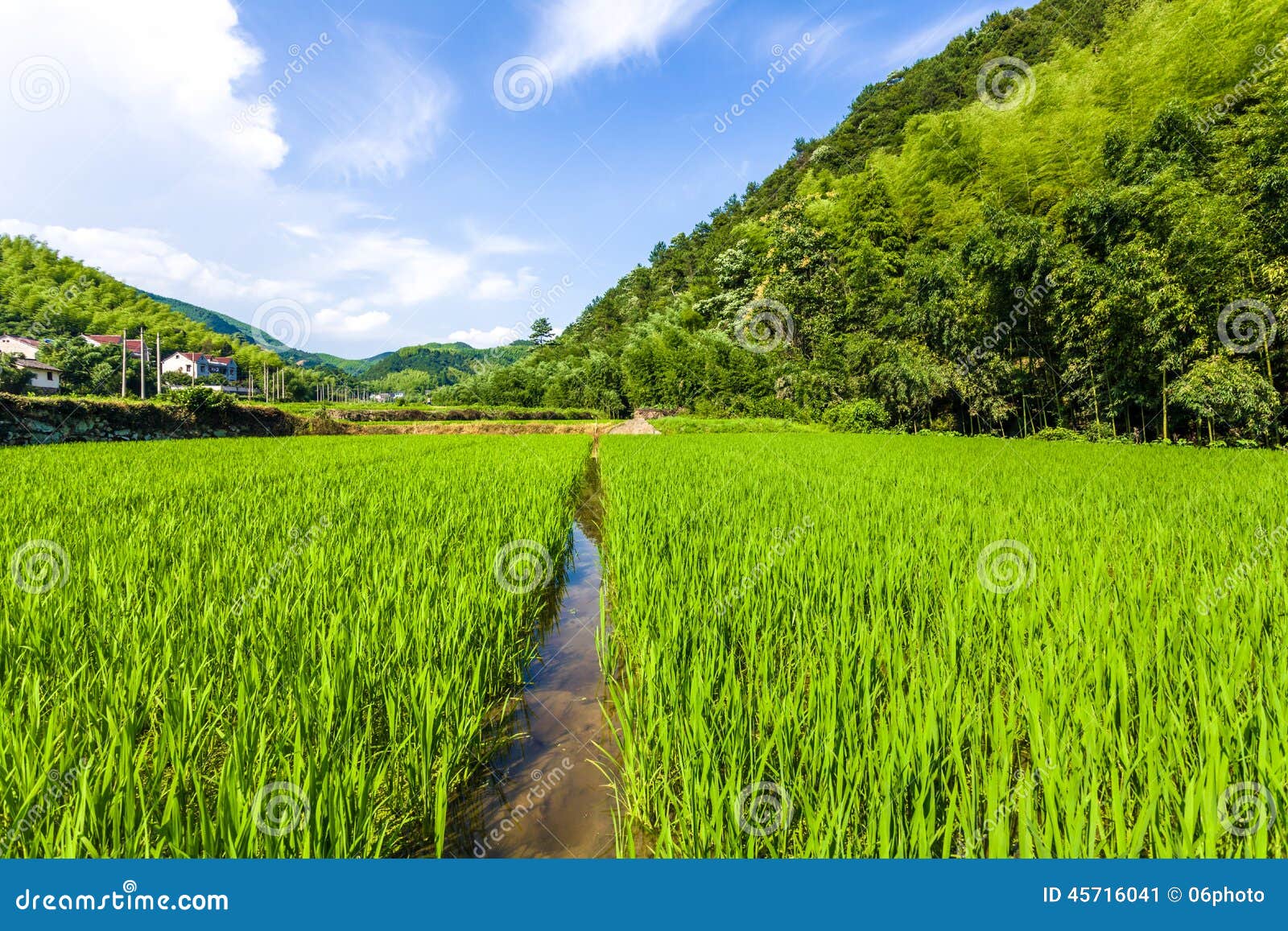 Rice Fields in the South China Side Stock Image - Image of farmland ...