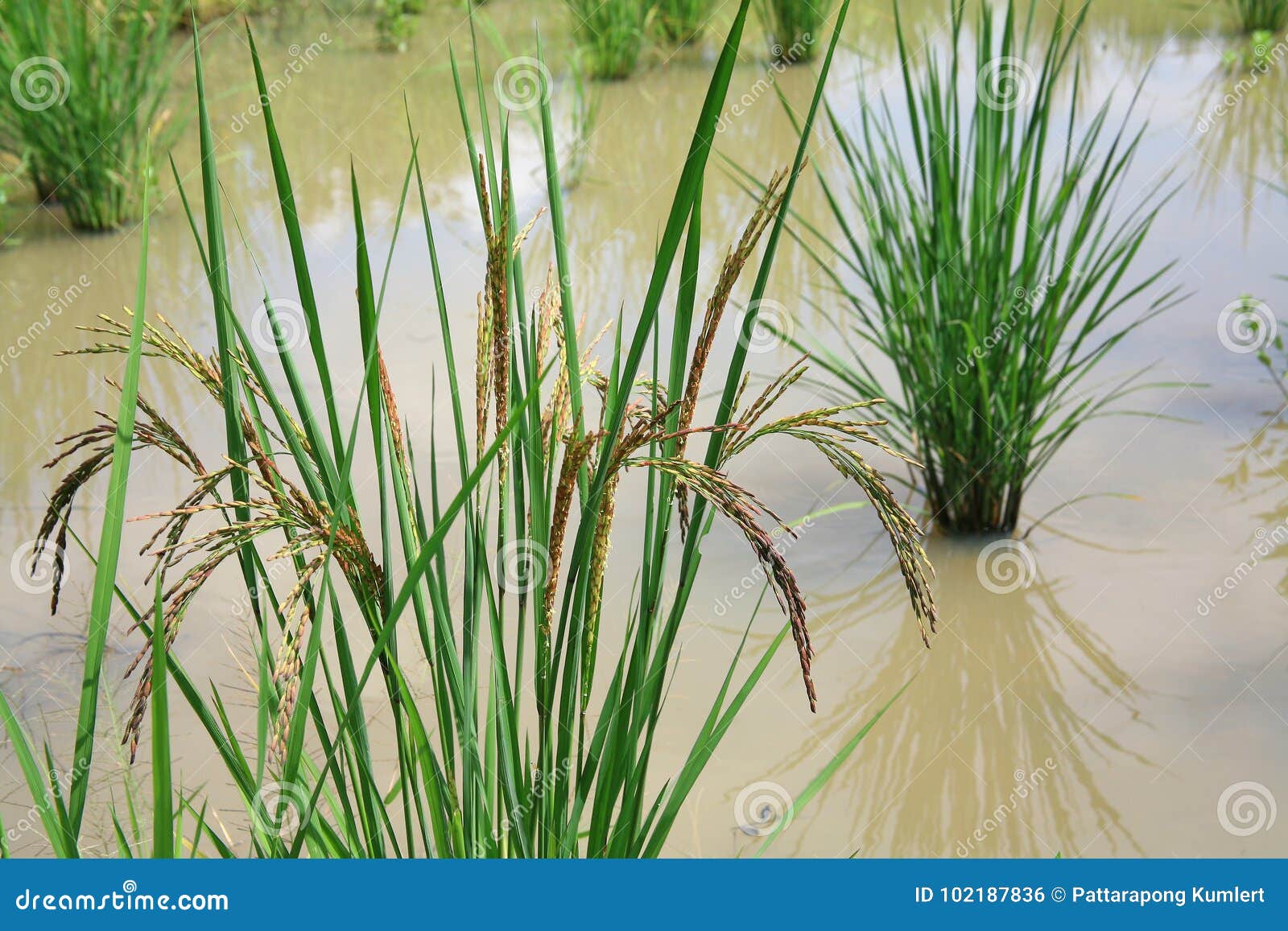 Rice field stock photo. Image of fresh, thailand, countryside - 102187836