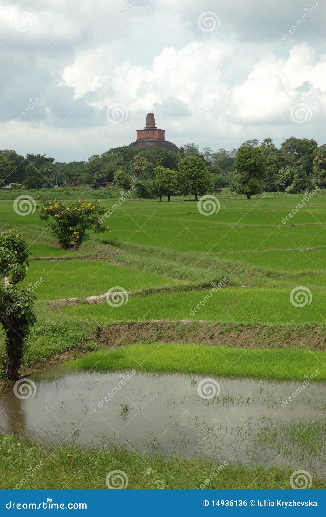 Rice fields of Sri Lanka stock photo. Image of outdoor - 14936136