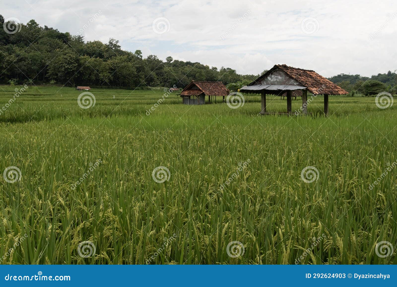 Rice Fields that are Still Green Stock Image - Image of beautiful, farm ...