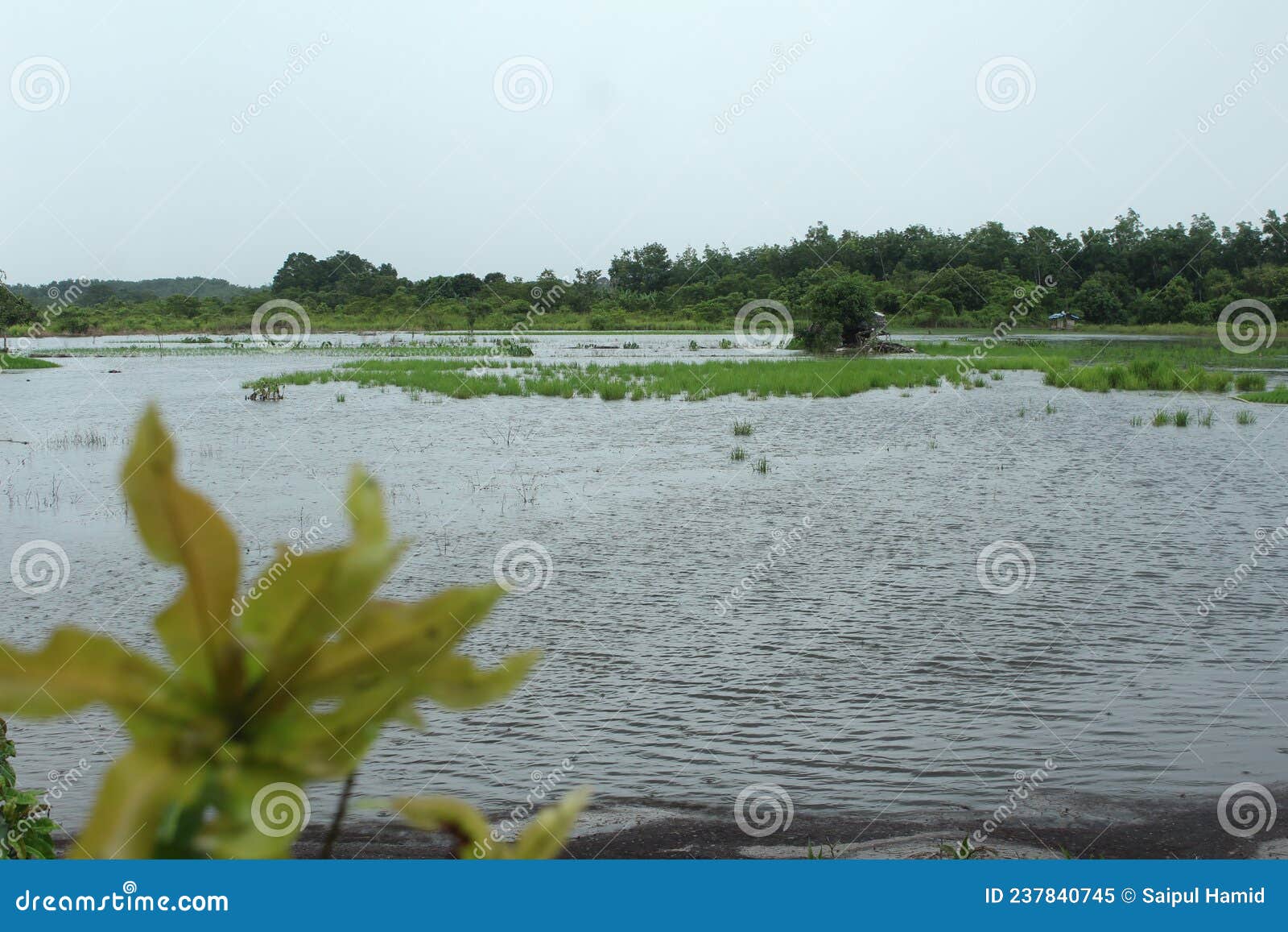Rice Fields Submerged by Water Stock Image - Image of wetland, shore ...
