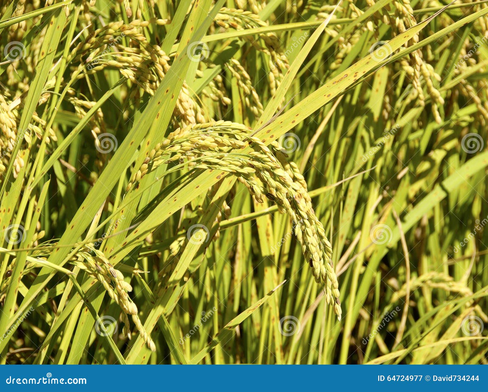 The Rice Fields is Suffering with Brown Spot Stock Image - Image of ...