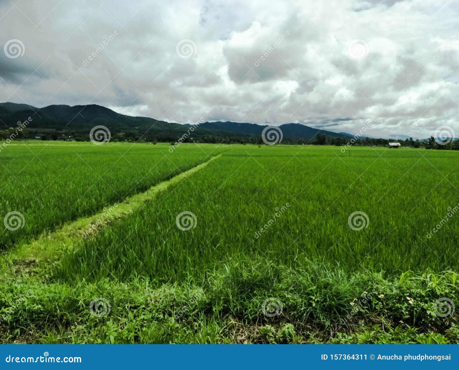 Rice Fields Sunny Day and Sky Clouds Hd Stock Image - Image of sunny ...