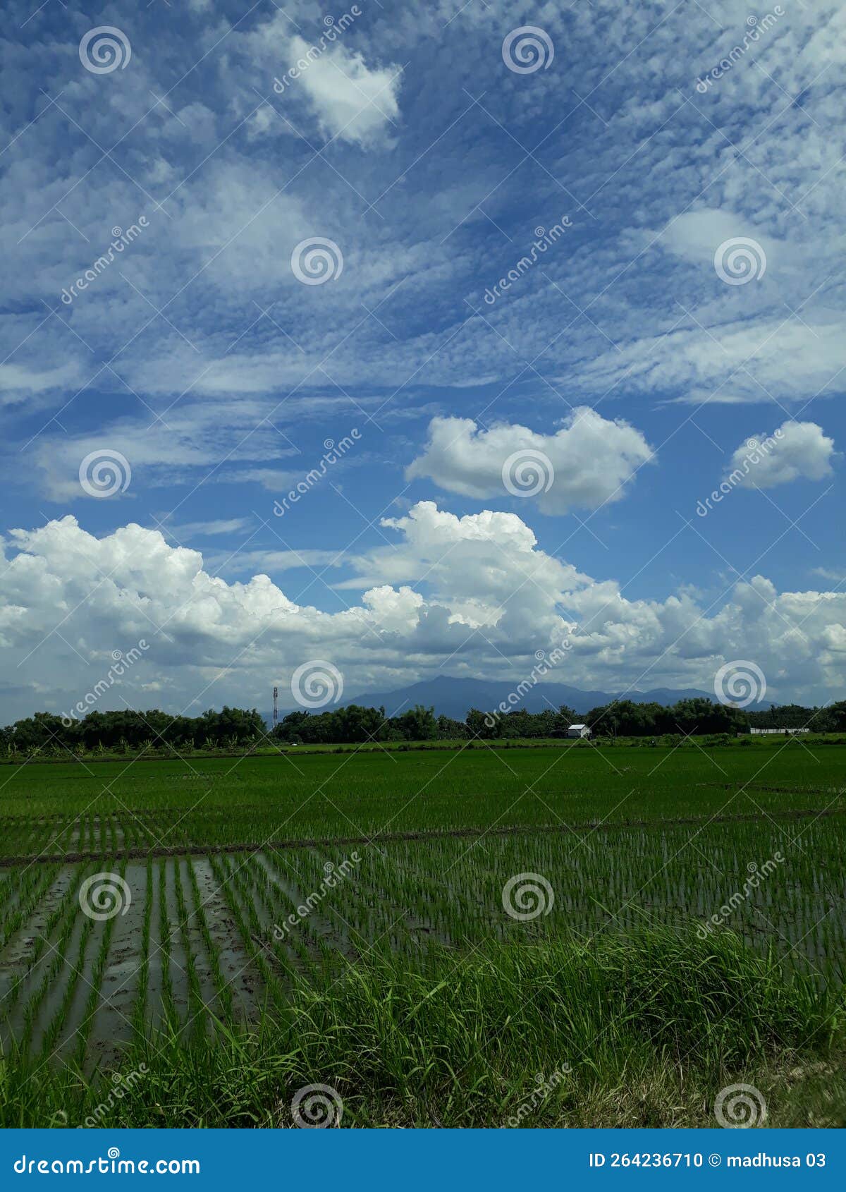 Rice Fields and Sunny Days in Indonesia Stock Photo - Image of ...