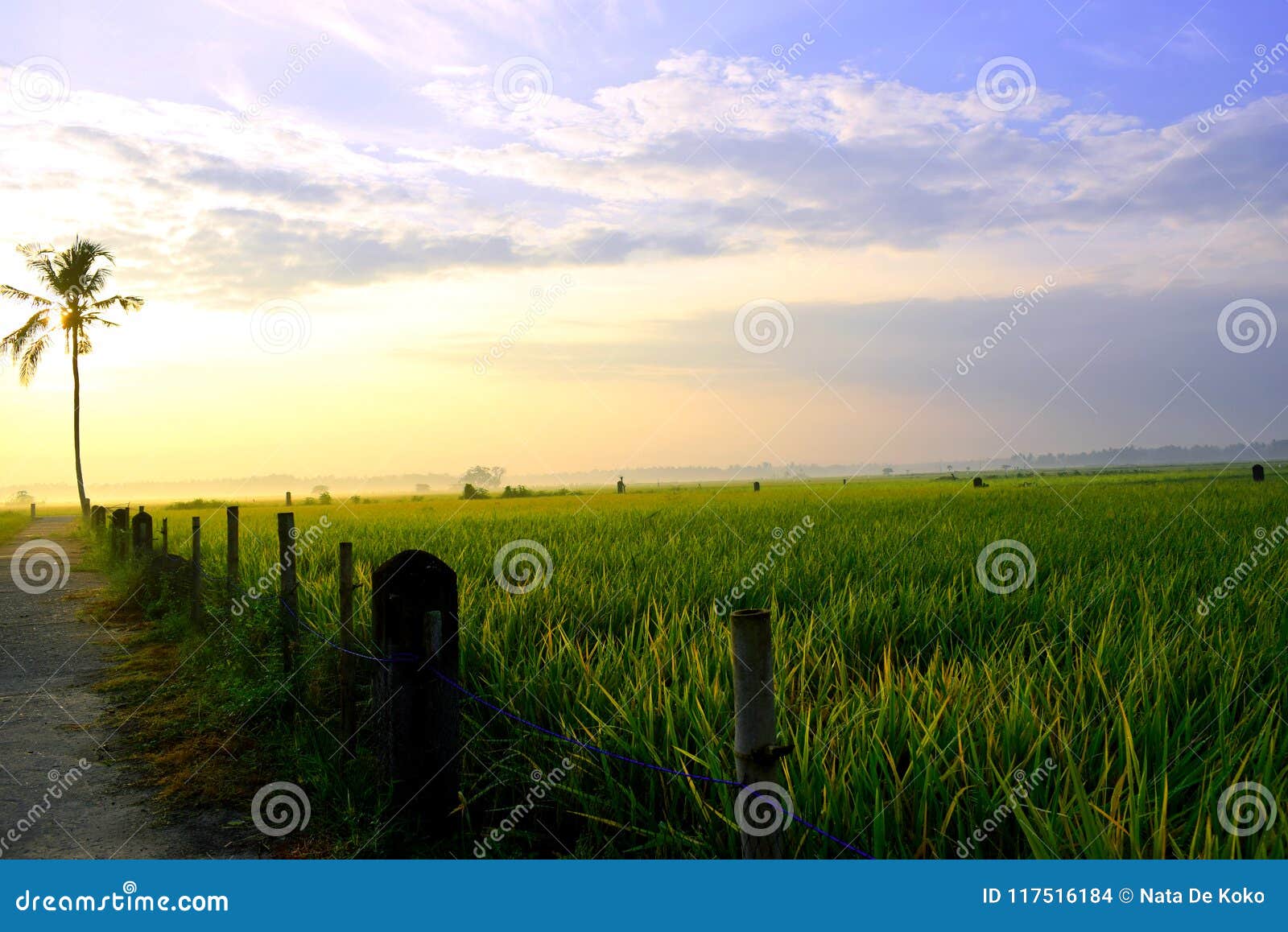 Rice Fields at Sunrise stock photo. Image of fields - 117516184