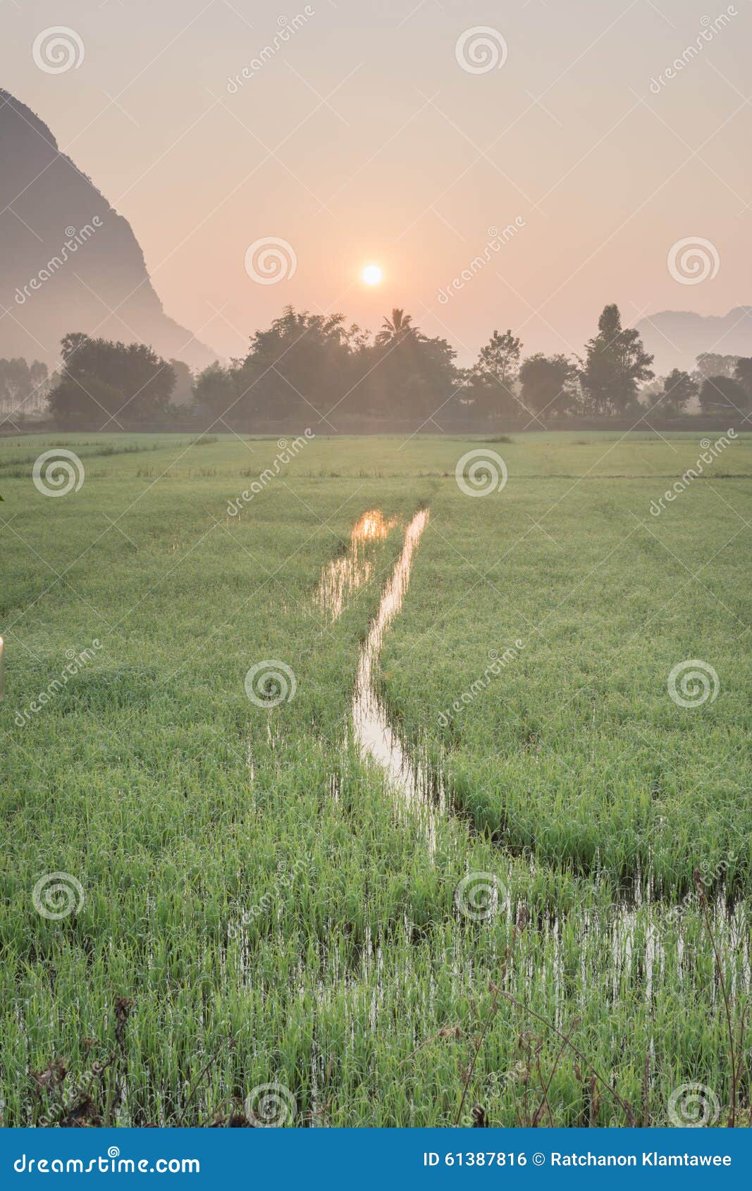 Rice fields on sunrise stock photo. Image of abstract - 61387816