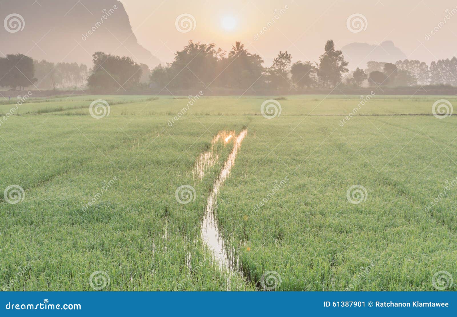 Rice fields on sunrise stock image. Image of farming - 61387901