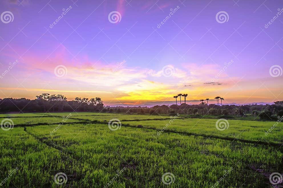 Rice Fields and Sunset Background in Thailand Stock Photo - Image of ...