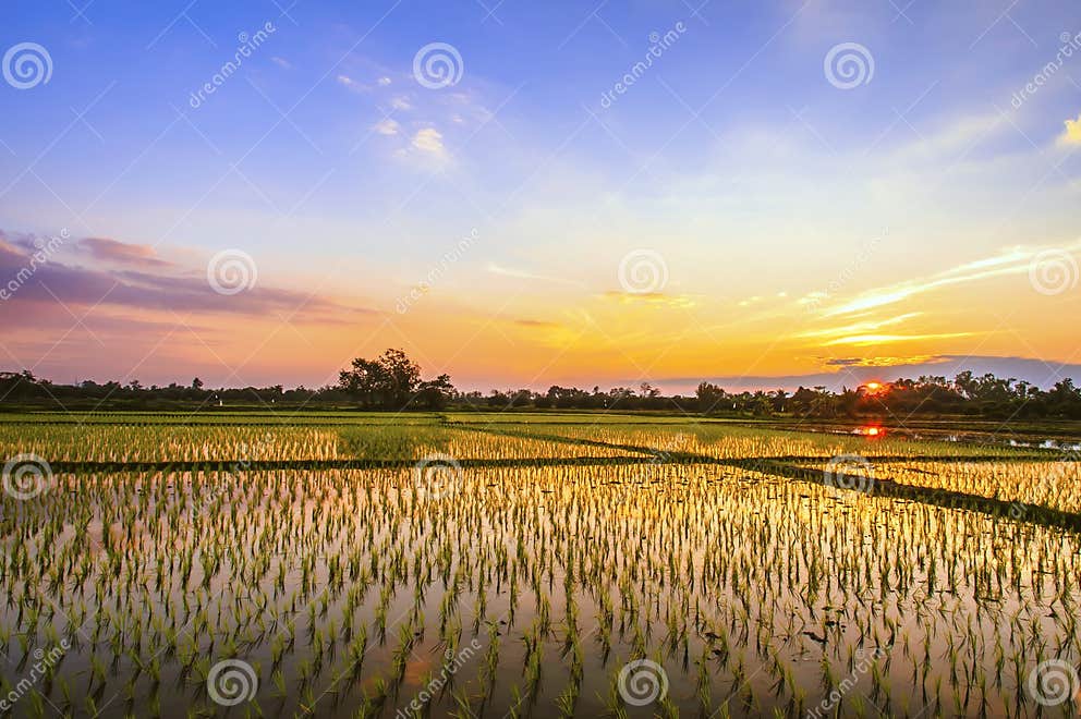 Rice Fields and Sunset Background in Thailand Stock Image - Image of ...