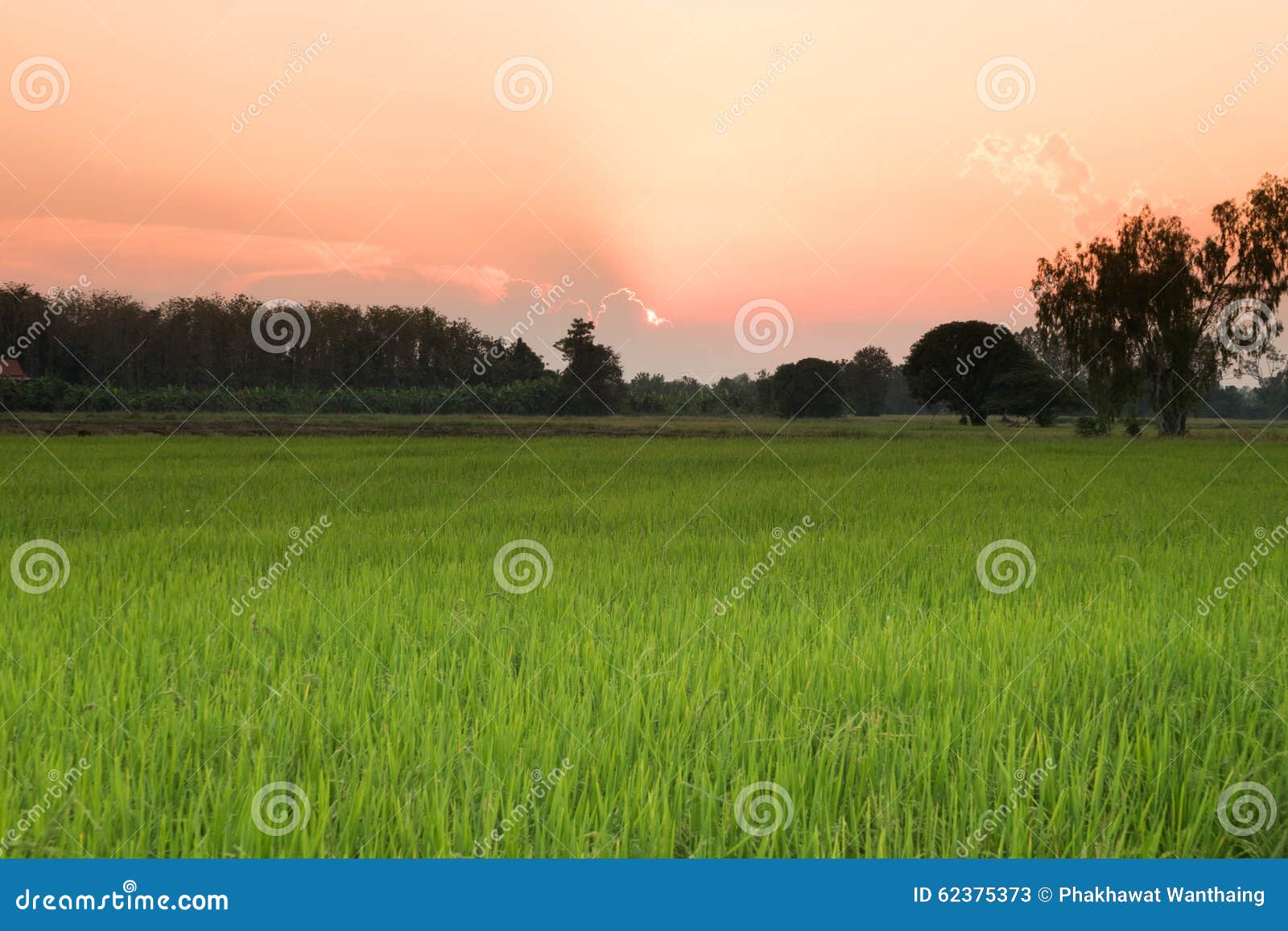 Rice fields before sunset stock image. Image of morning - 62375373