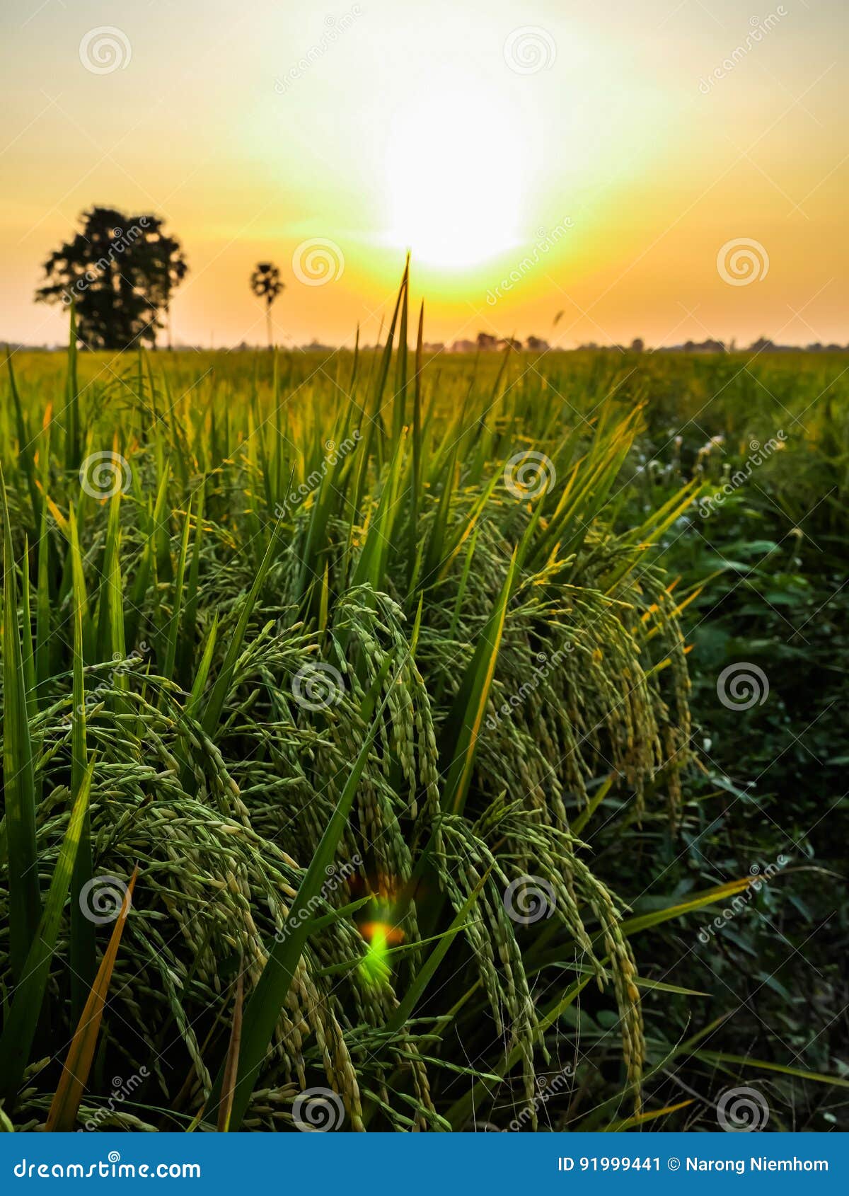 Rice fields in sunset stock image. Image of farmer, farming - 91999441