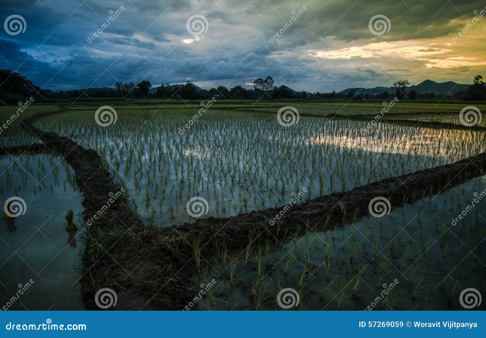 Rice fields sunset stock image. Image of crop, traditional - 57269059