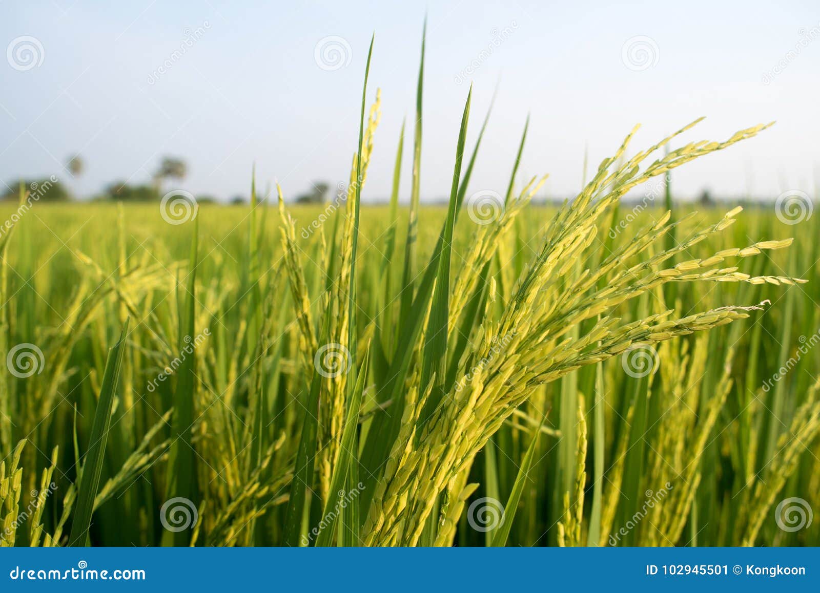 Rice fields and Sunshine stock image. Image of symbol - 102945501
