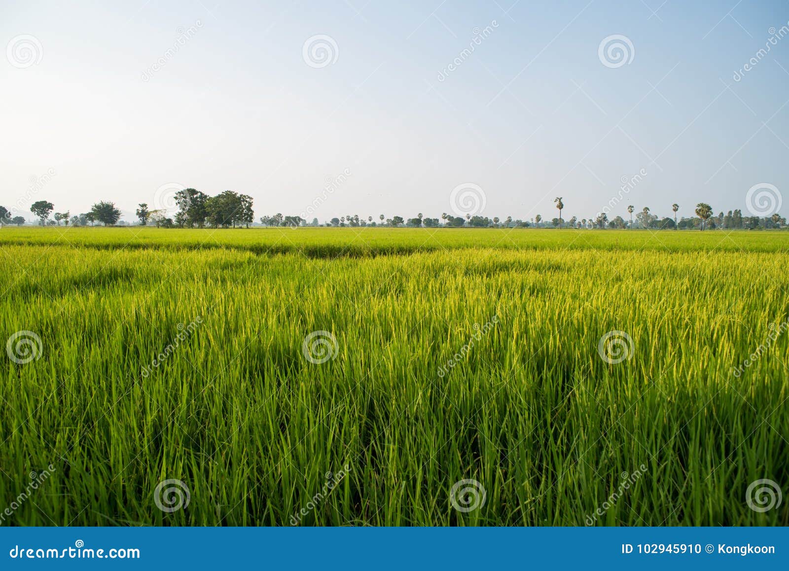 Rice fields and Sunshine stock photo. Image of sunlight - 102945910