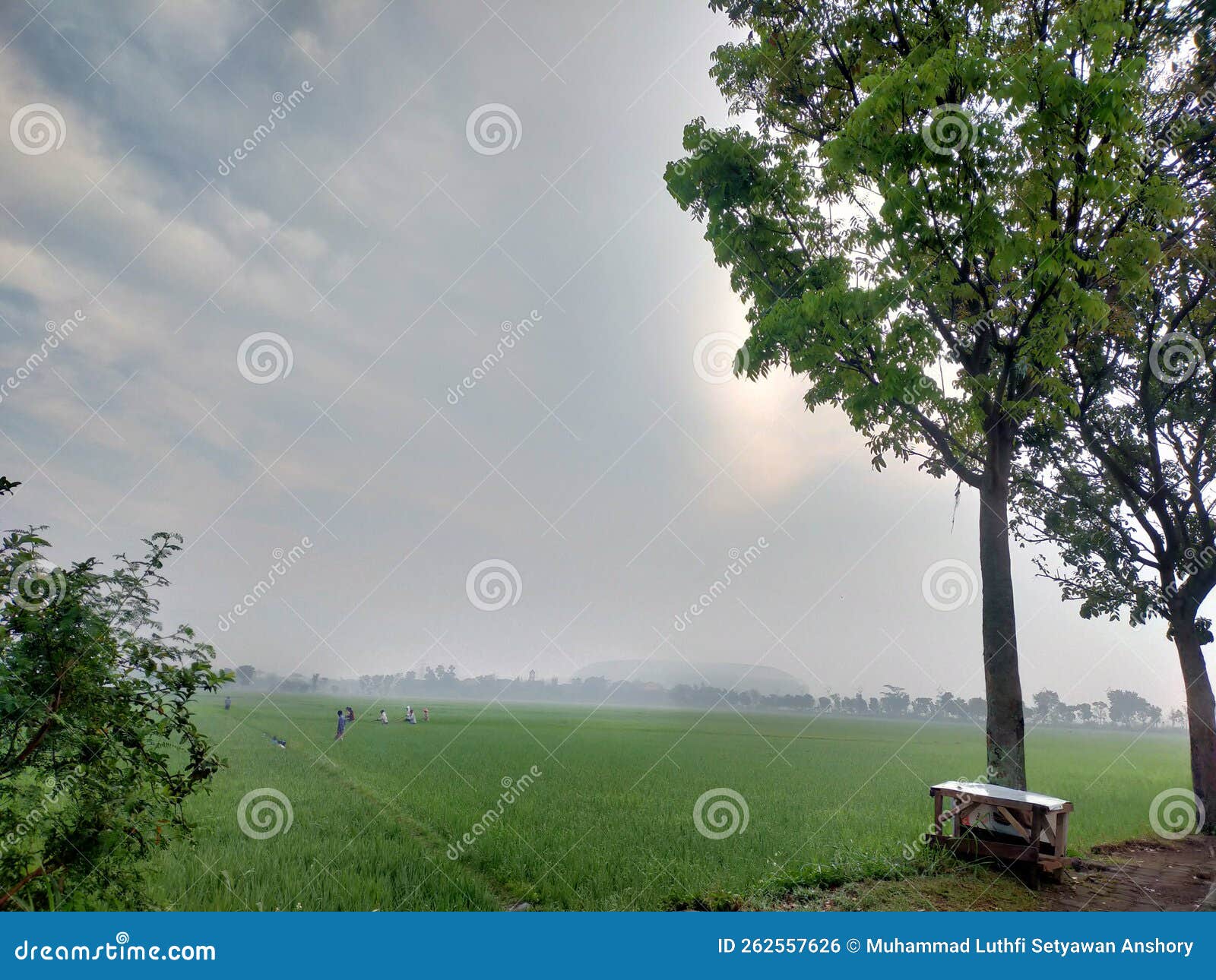 Rice Fields Surrounded by Trees with a Cold Atmosphere and Empty Roads ...