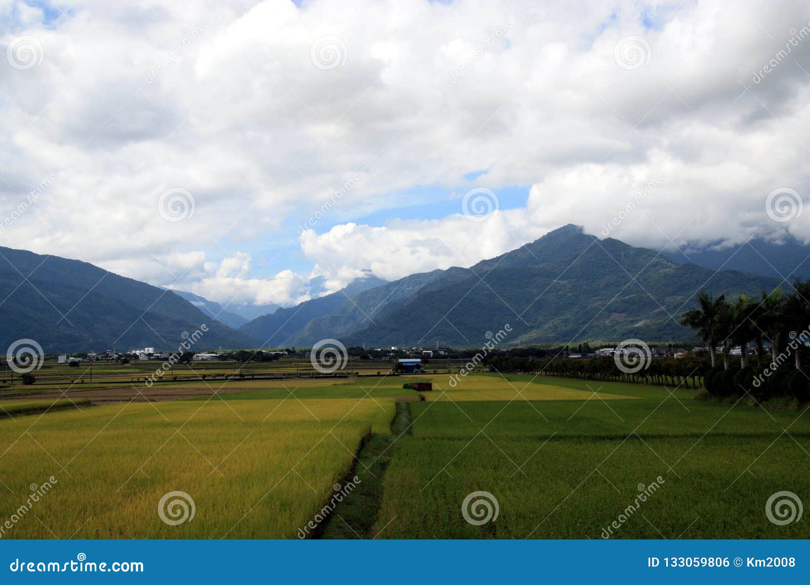Rice Fields in Taiwan stock photo. Image of foreground - 133059806
