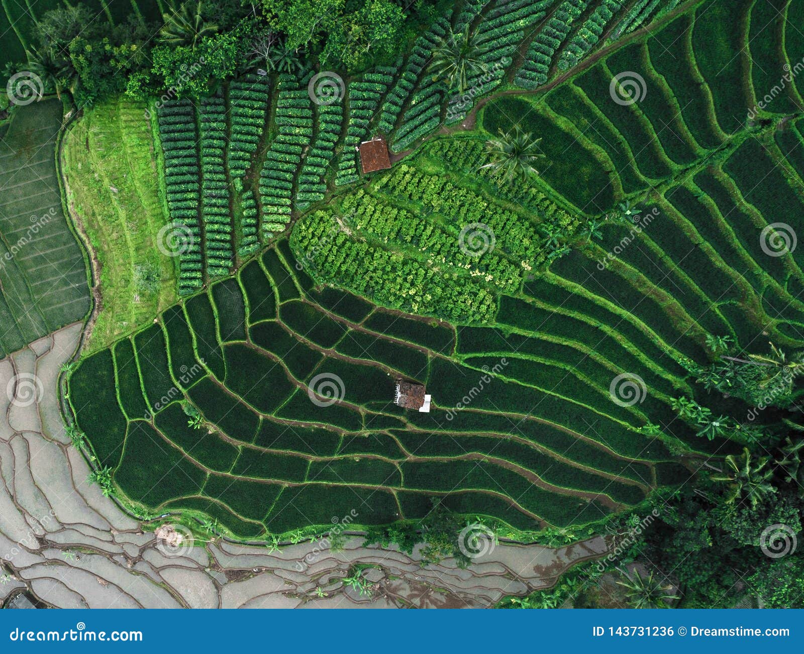 Rice Fields Terasering in Rancakalong Sumedang West Java Stock Photo ...