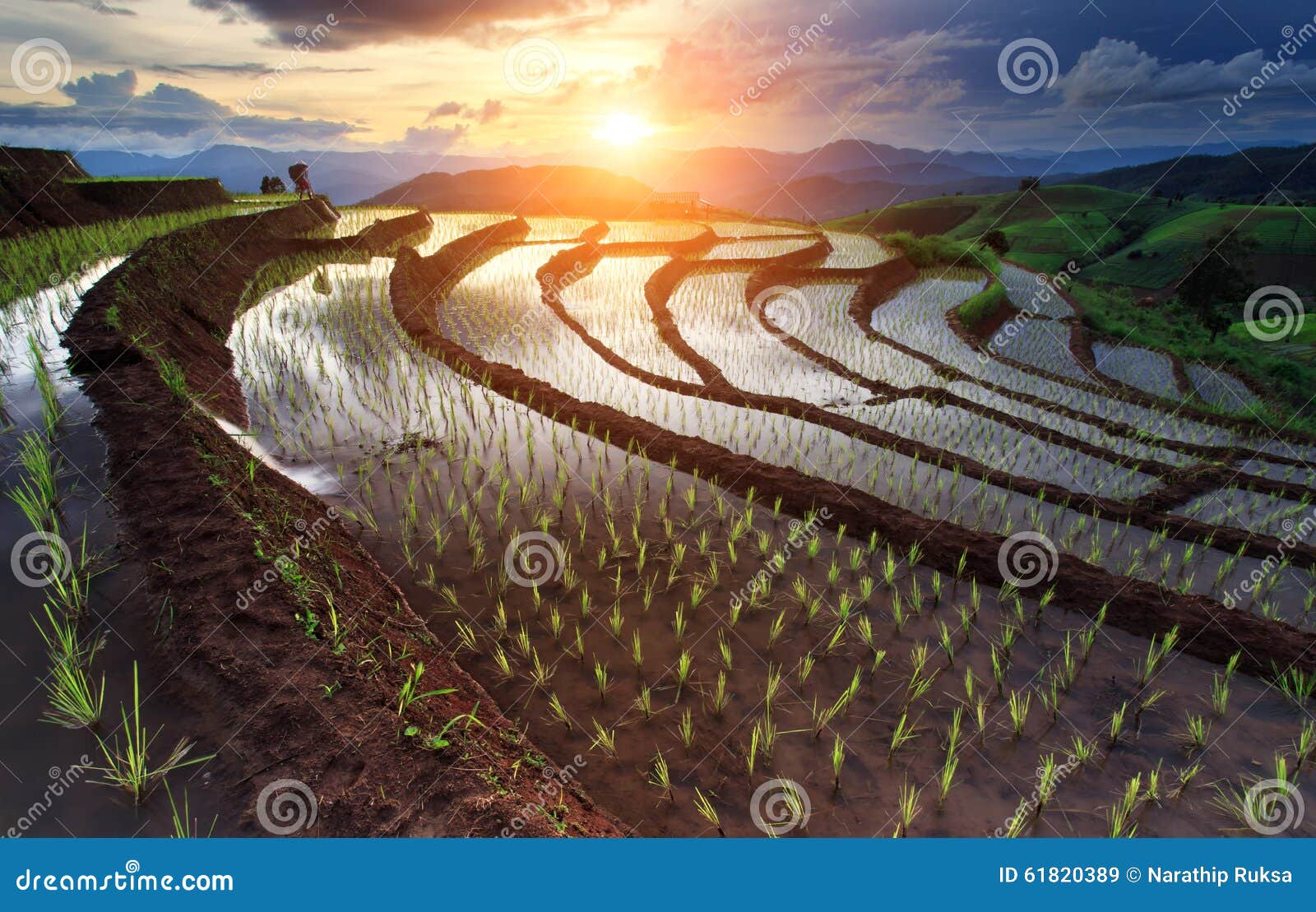 Rice Fields on Terraced at Chiang Mai, Thailand Stock Image - Image of ...