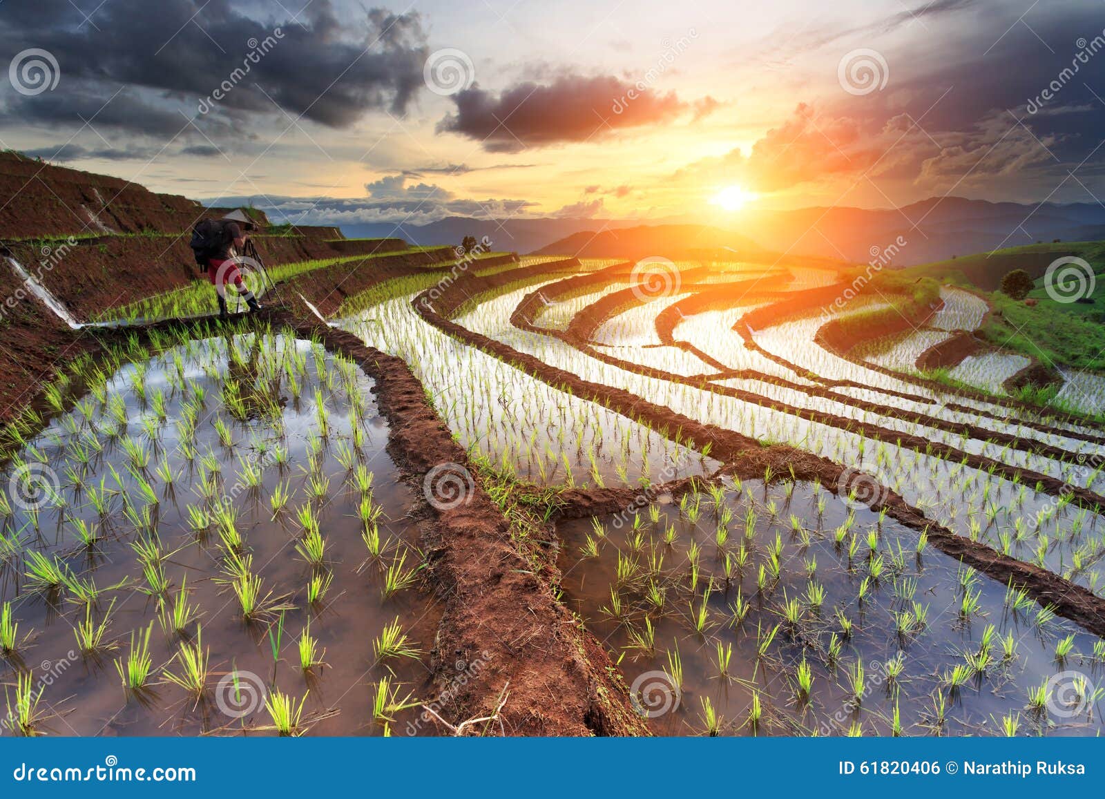 Rice Fields on Terraced at Chiang Mai, Thailand Stock Photo - Image of ...