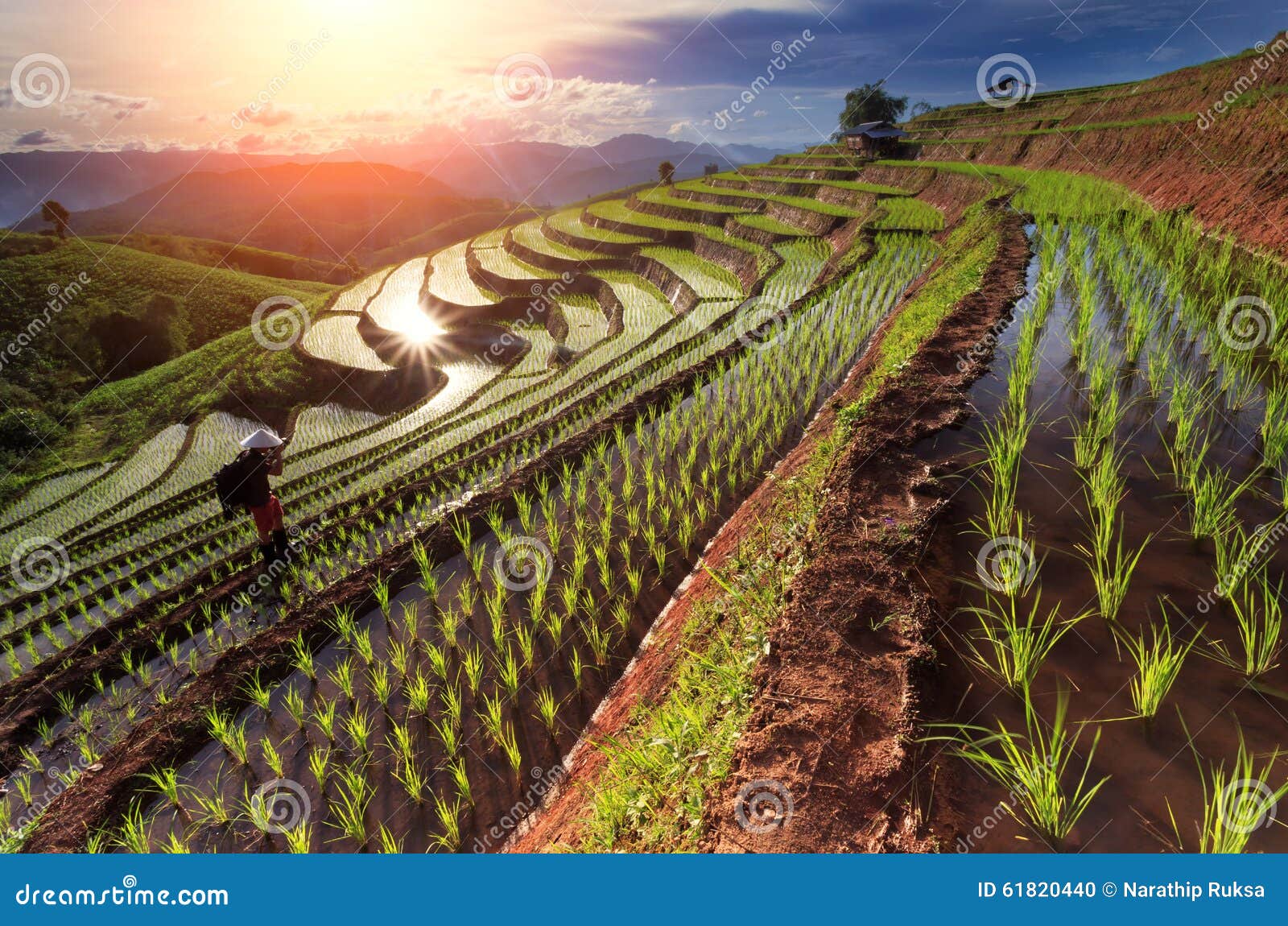 Rice Fields on Terraced at Chiang Mai, Thailand Stock Photo - Image of ...