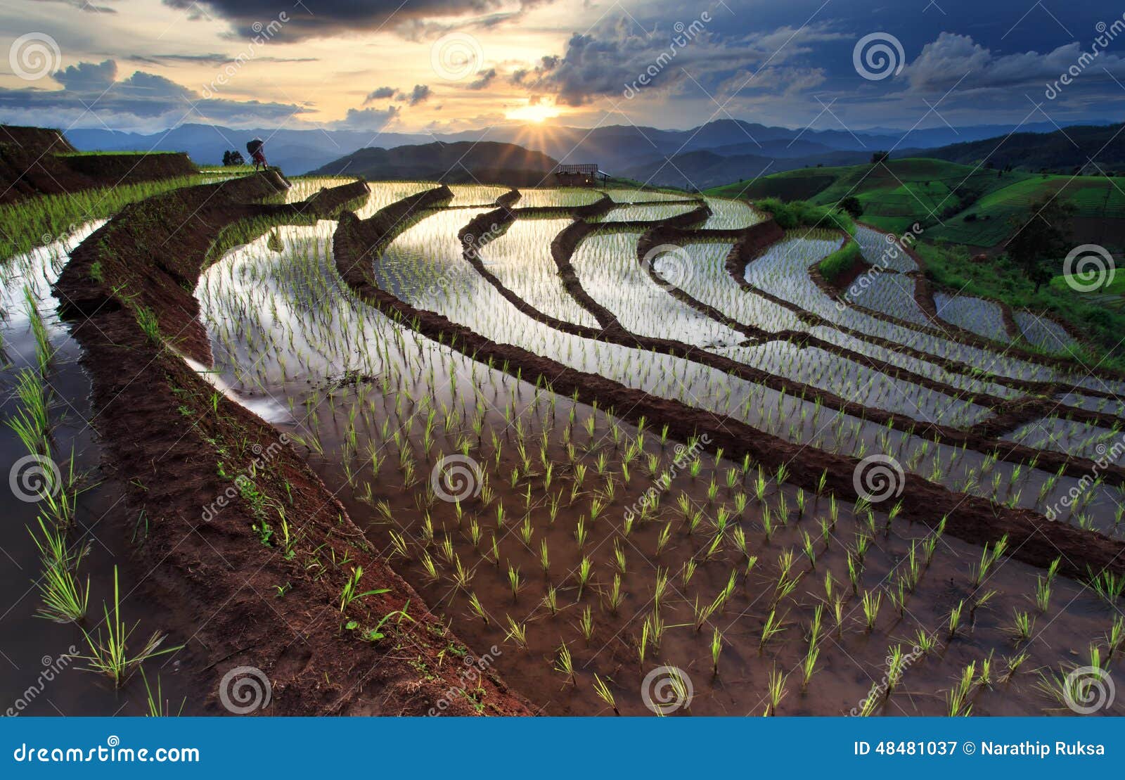 Rice Fields on Terraced at Chiang Mai, Thailand Stock Image - Image of ...