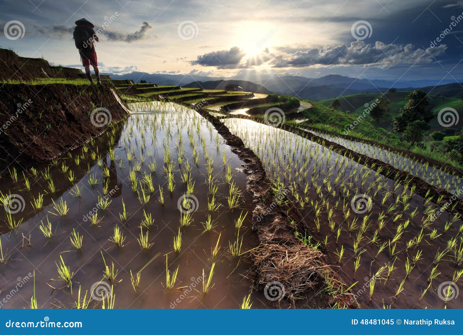 Rice Fields on Terraced at Chiang Mai, Thailand Stock Image - Image of ...
