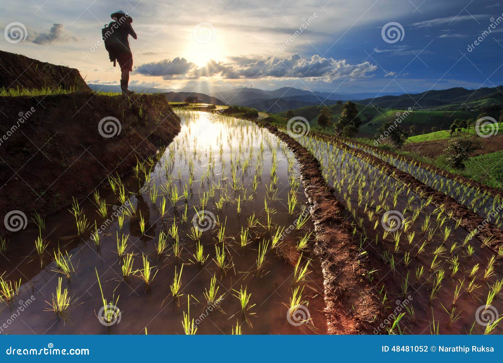 Rice Fields on Terraced at Chiang Mai, Thailand Stock Photo - Image of ...