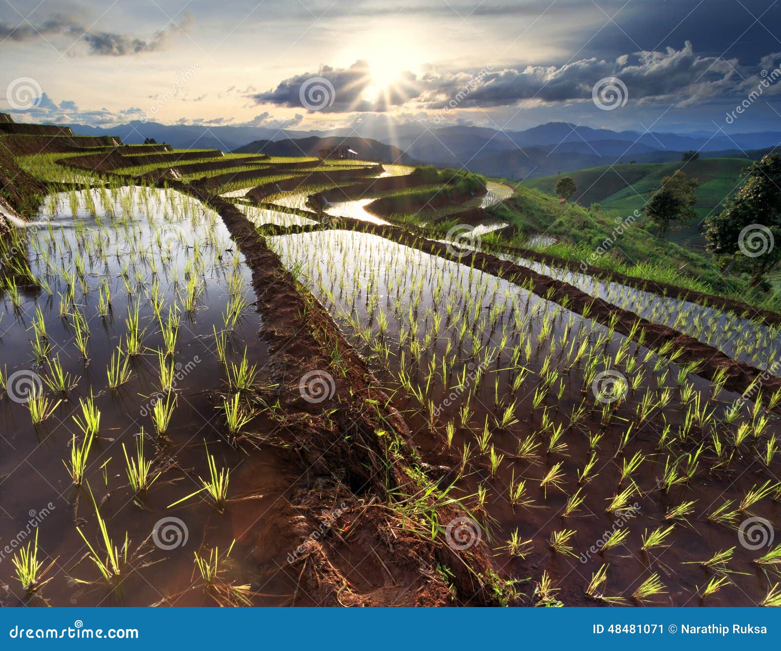 Rice Fields on Terraced at Chiang Mai, Thailand Stock Image - Image of ...