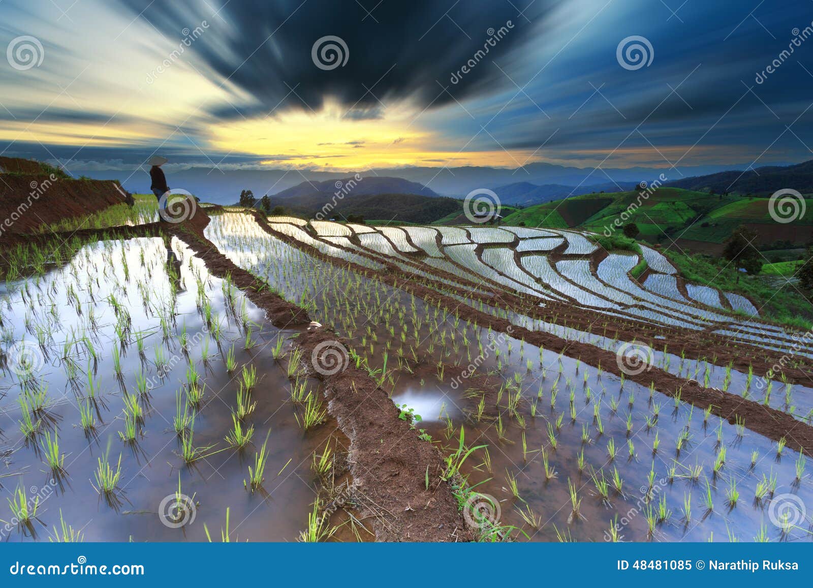 Rice Fields on Terraced at Chiang Mai, Thailand Stock Image - Image of ...