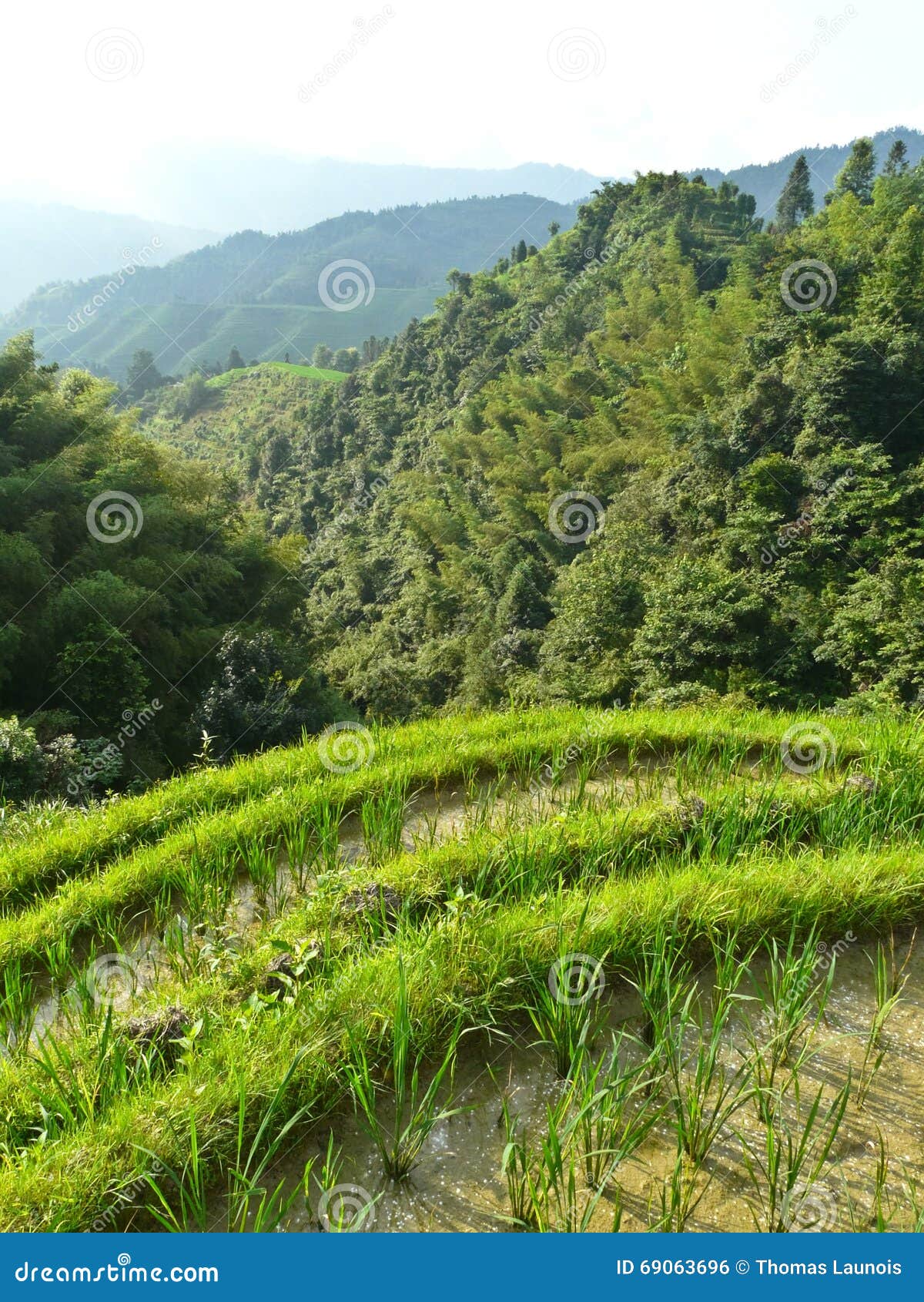 Rice fields stock photo. Image of chinese, landscape - 69063696