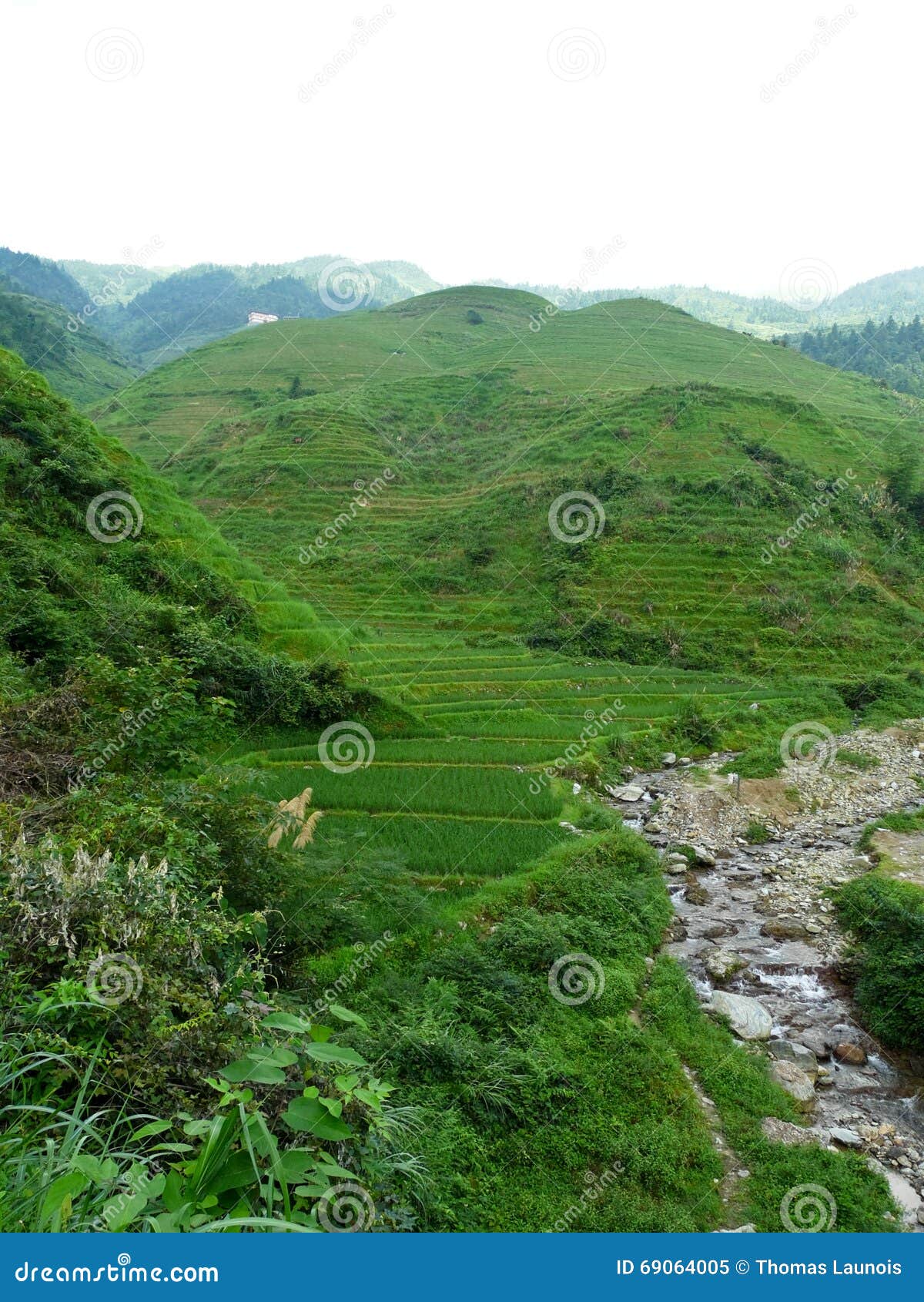 Rice fields stock image. Image of food, culture, hunan - 69064005