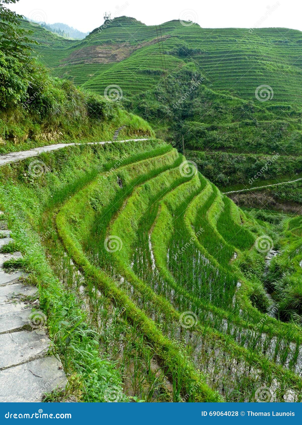 Rice fields stock photo. Image of food, harvest, chenyang - 69064028