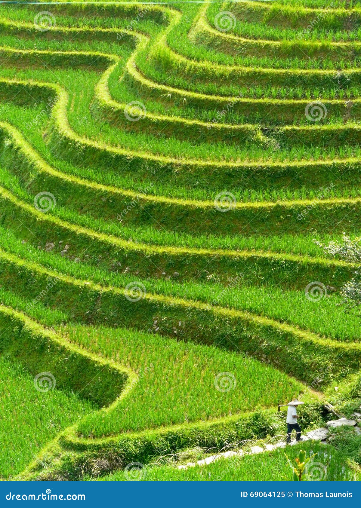 Rice fields stock image. Image of hunan, farming, food - 69064125