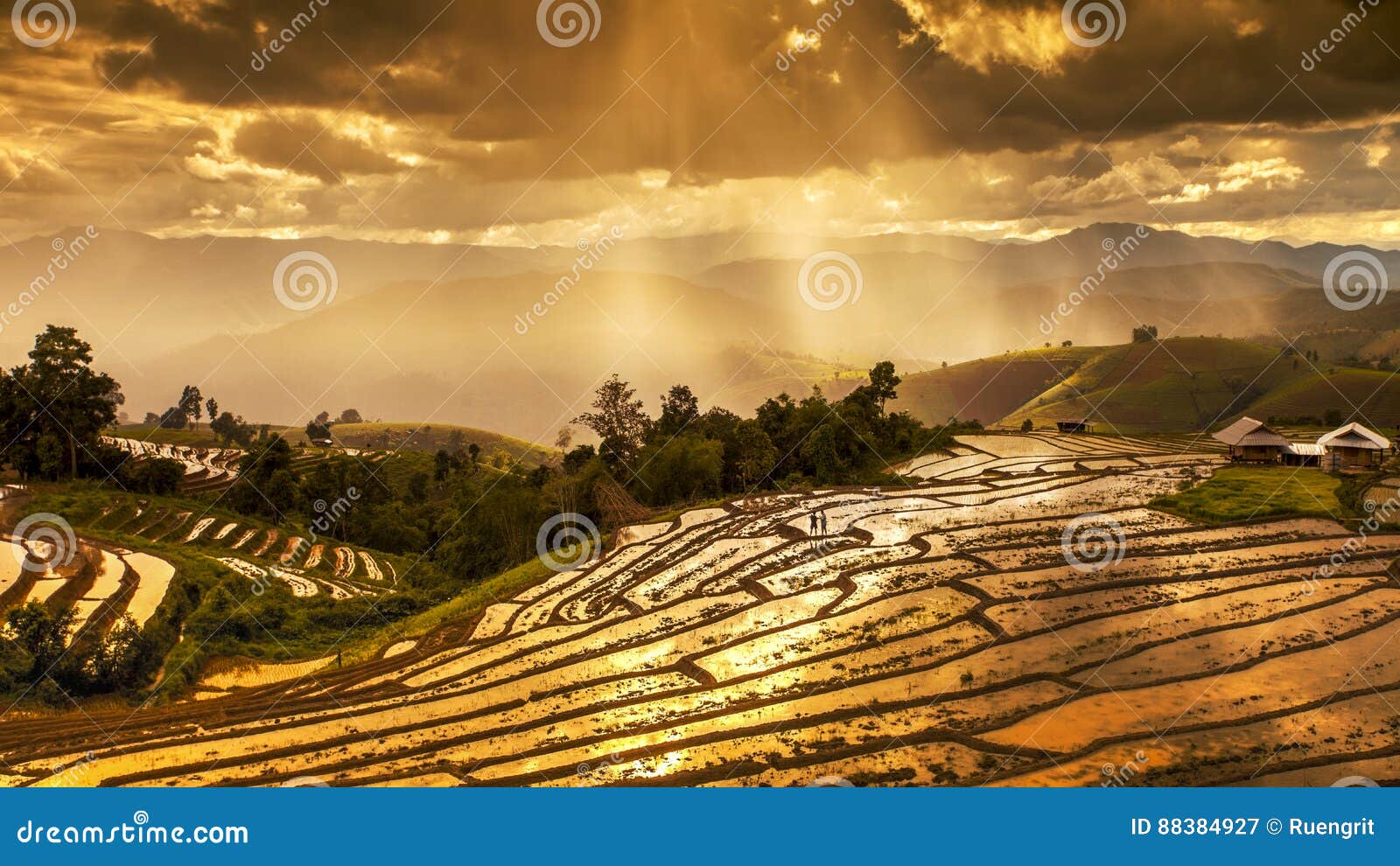 The Rice Fields on Terraced in North Thailand, Mae Jam, Chiang M Stock ...