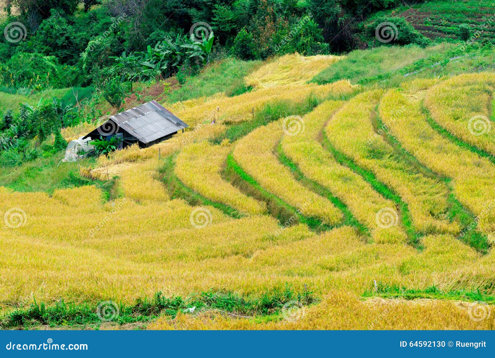 Rice Fields on Terraced in North Thailand, Mae Jam, Chiang Mai, Stock ...