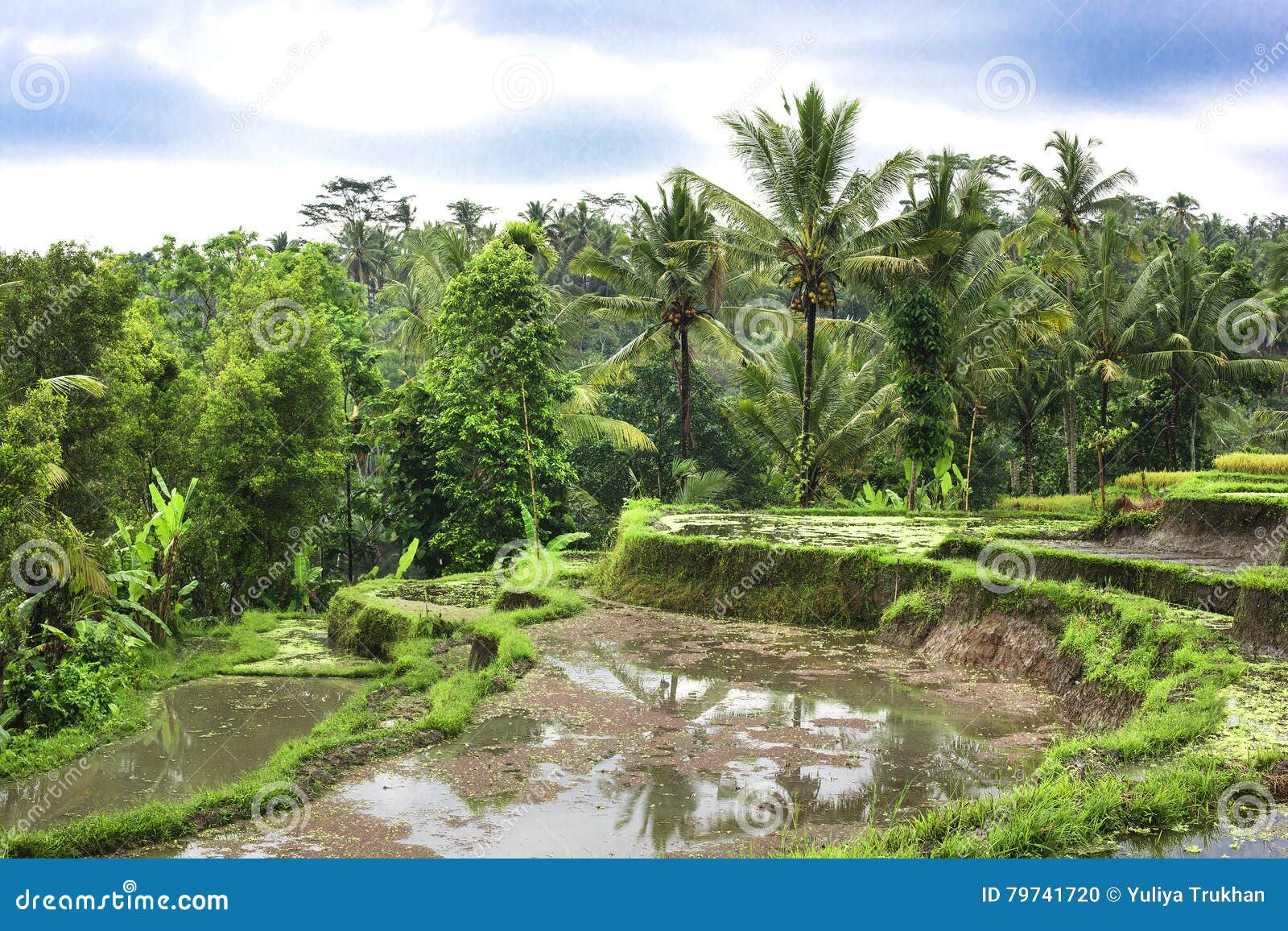 Rice Fields on Terraced Thailand, Vietnam or Bali Stock Photo - Image ...