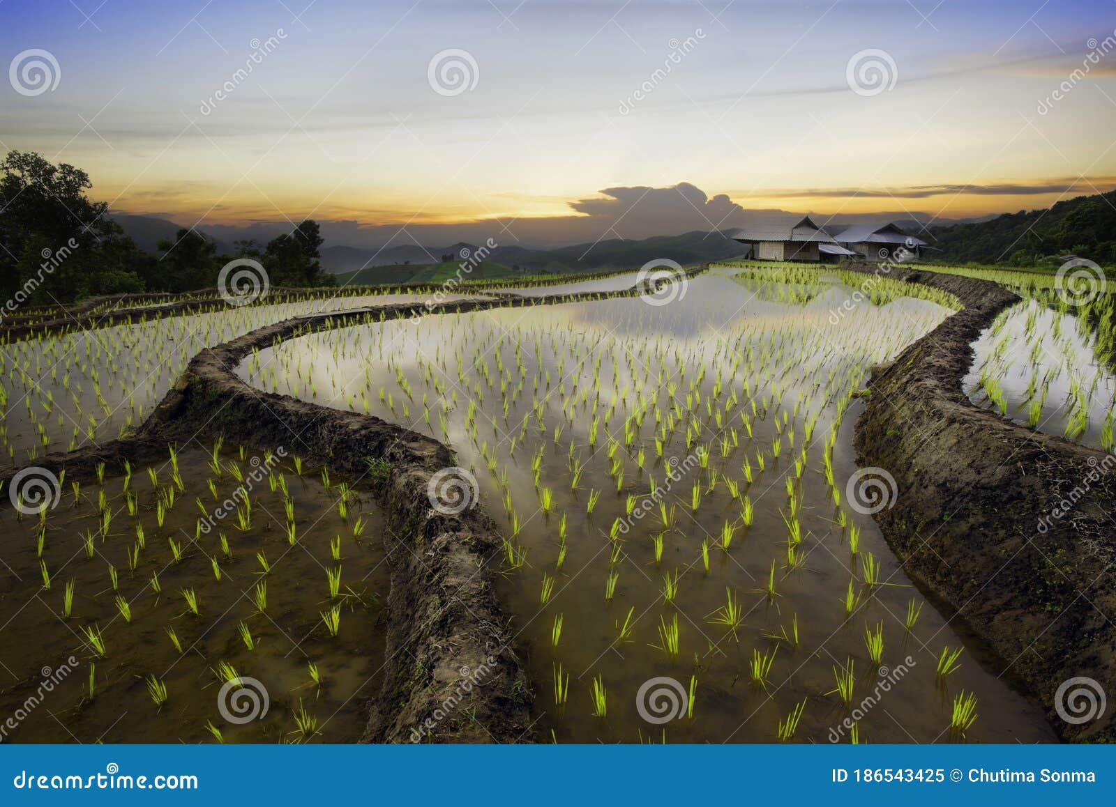 Rice Fields and Terraces at Blue Sky Cloud Cloudy Landscape Stock Image ...