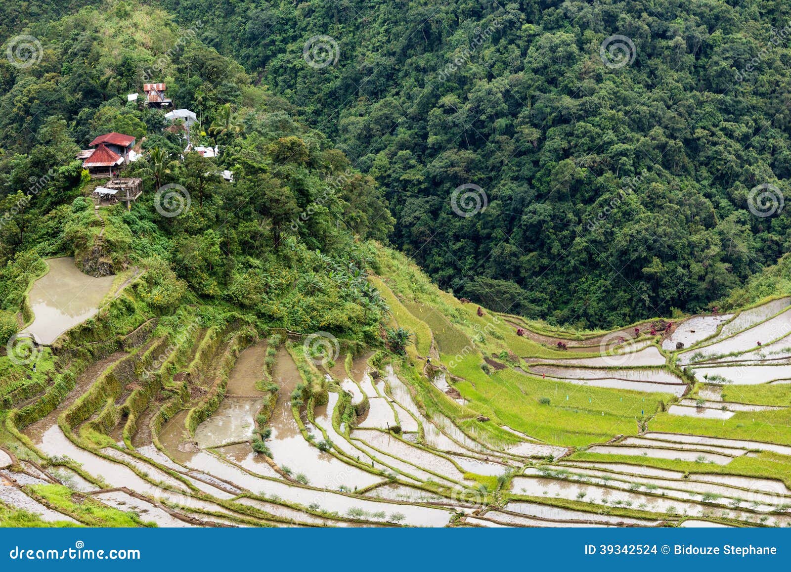 Rice Fields Terraces in Philippines Stock Photo - Image of heritage ...
