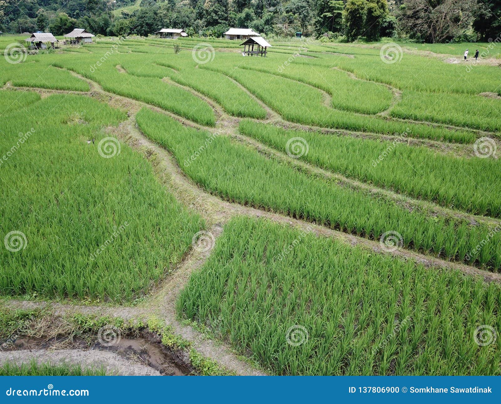Rice fields Thailand. stock photo. Image of 100media - 137806900