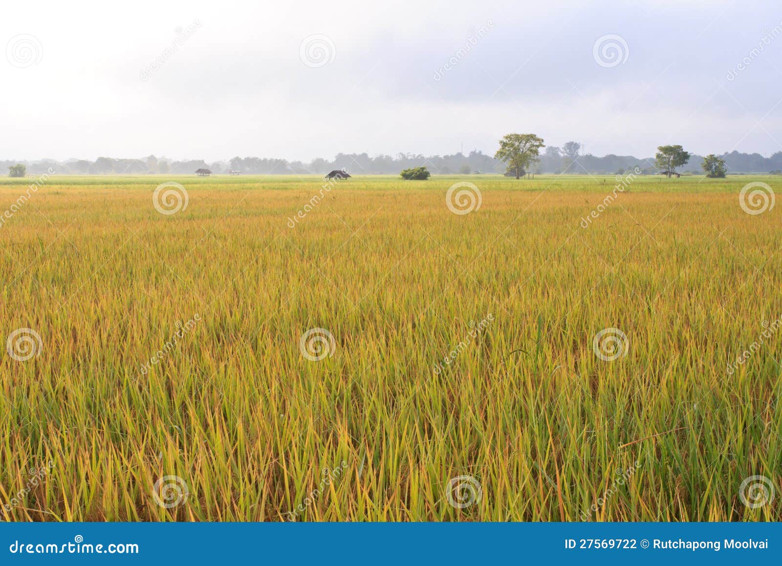 The Rice Fields in Thailand Stock Photo - Image of green, harvest: 27569722