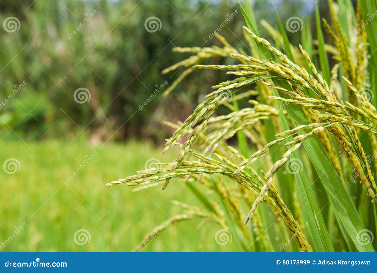 Rice fields in Thailand stock image. Image of green, areas - 80173999