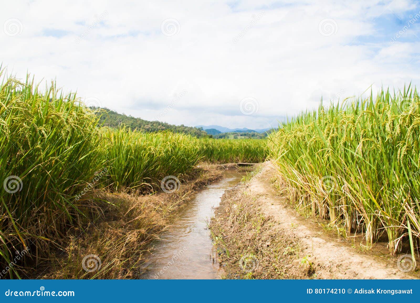 Rice fields in Thailand stock photo. Image of grain, natural - 80174210