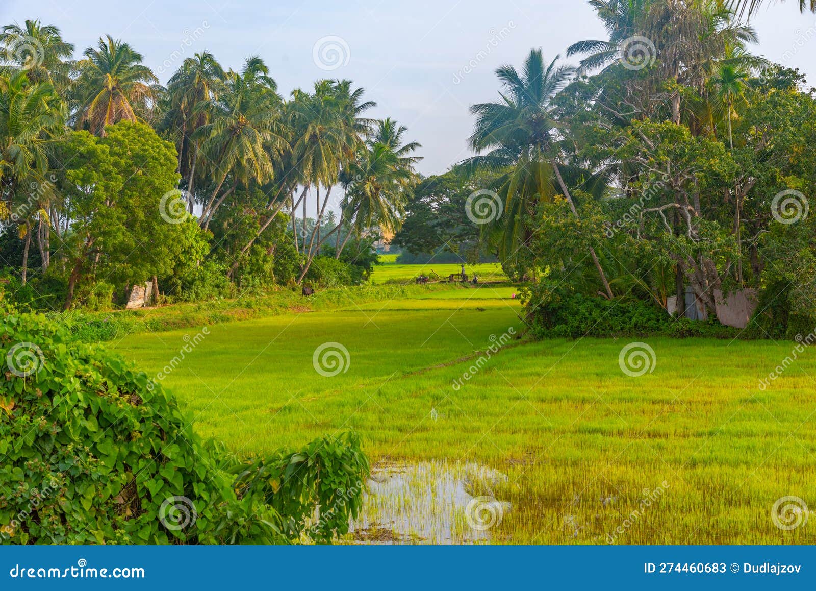 Rice Fields at Tissamaharama, Sri Lanka during a Sunny Day Stock Image ...